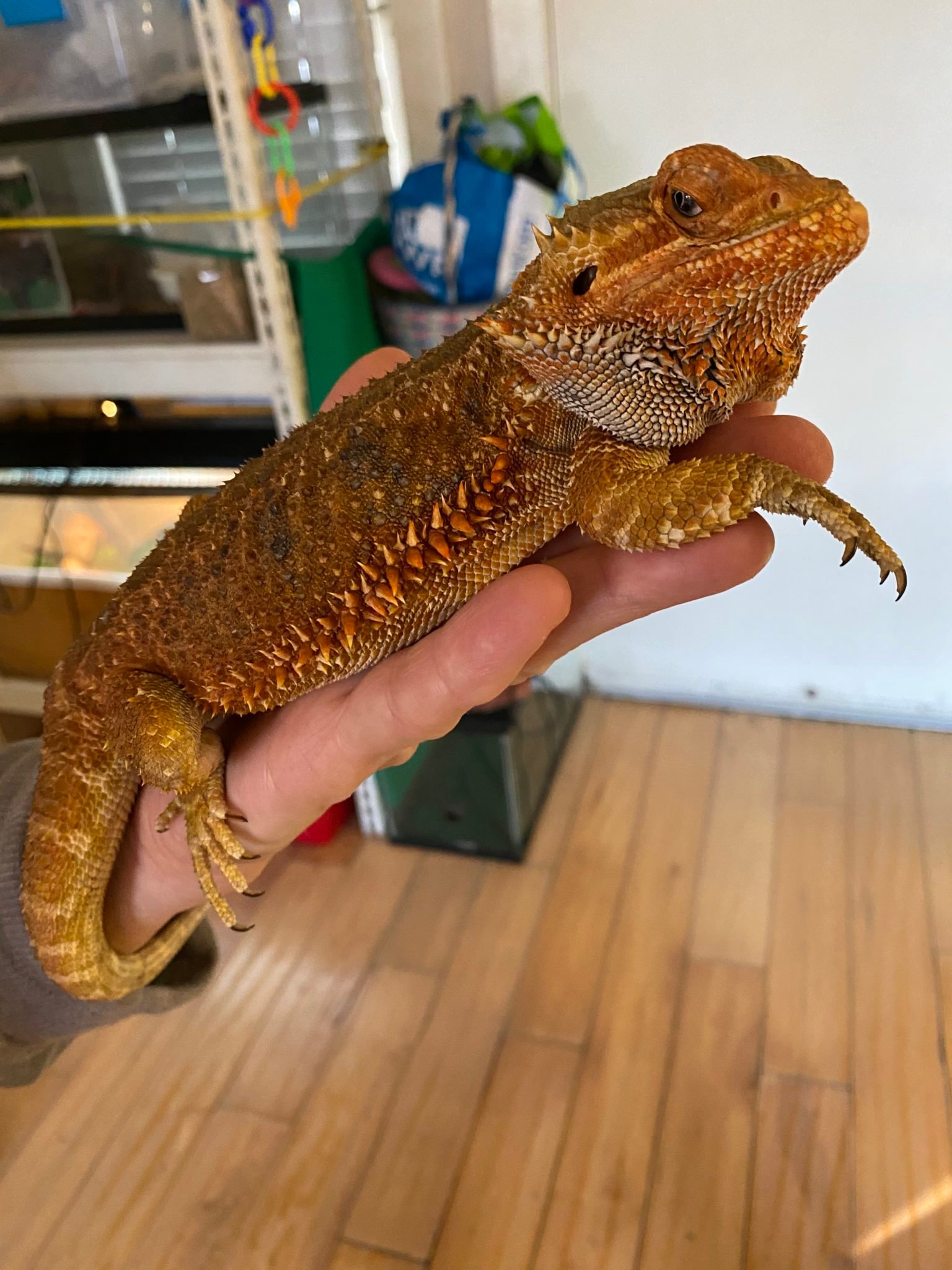 Drogon the bearded dragon – Reptile and Amphibian Rescue Network