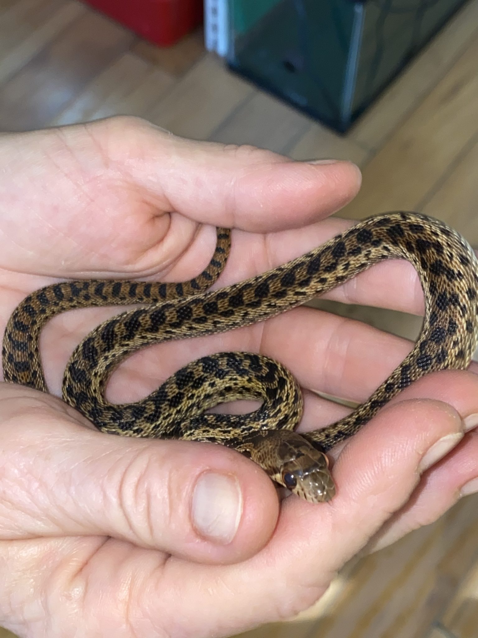 Gopher, the gopher snake – Reptile and Amphibian Rescue Network