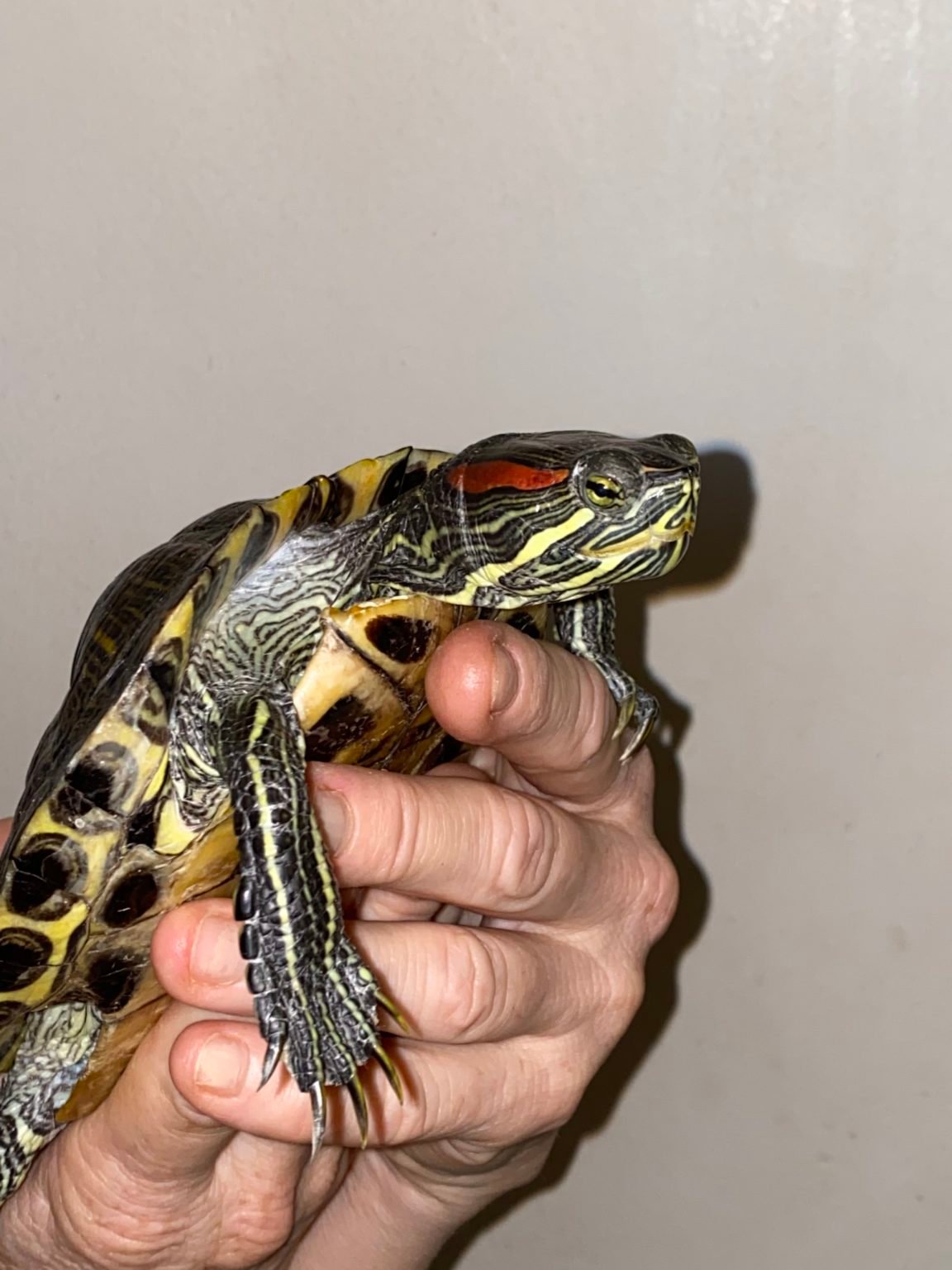 Lulu, the red-eared slider – Reptile and Amphibian Rescue Network