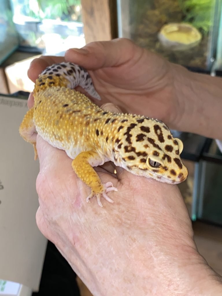 Naruto, the leopard gecko – Reptile and Amphibian Rescue Network