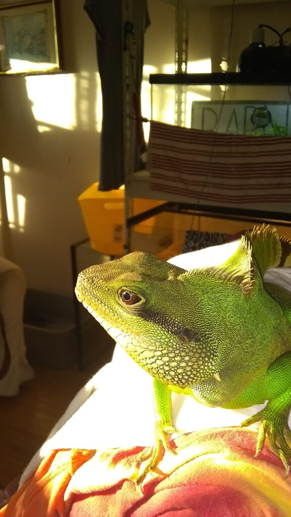 In Memoriam: Mitch the Water Dragon - Reptile and Amphibian Rescue Network