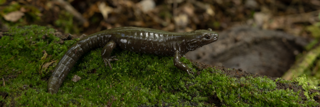 Here we go again? A new species of amphibian (re)discovered in China ...